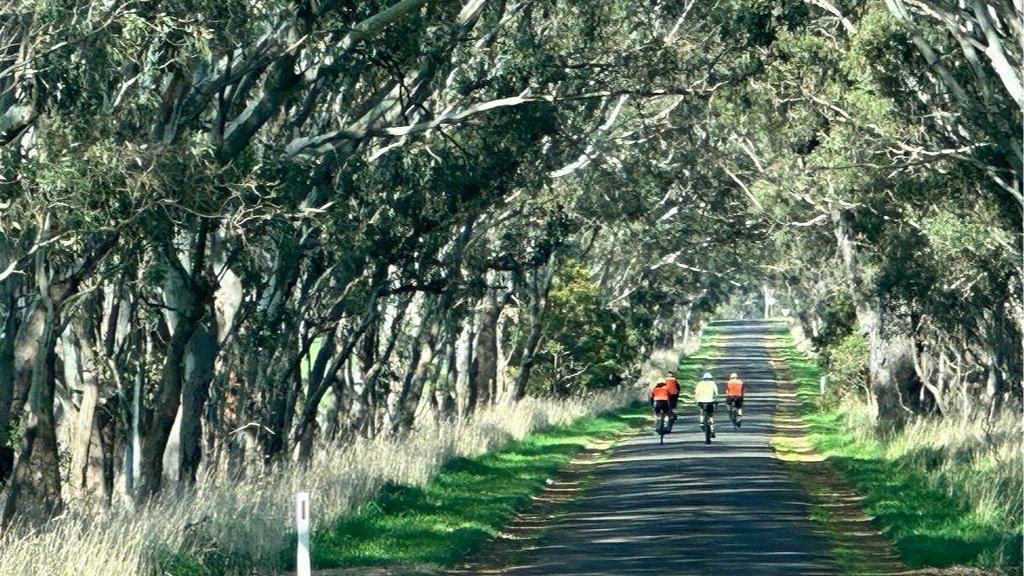 Silo Art Cycle Tour VIC 2025 — AllTrails Bicycle Tours