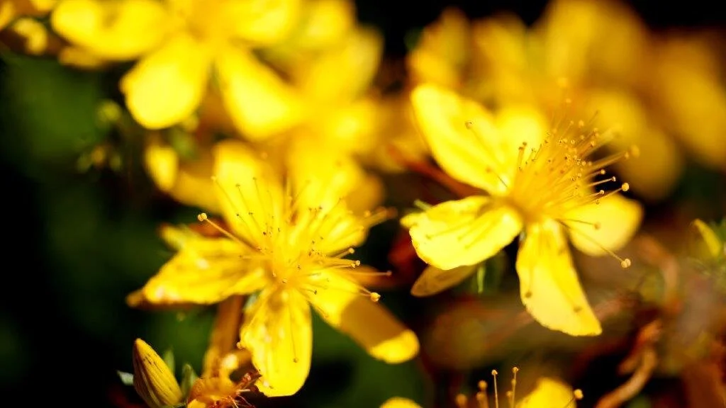 Calendula and Hypericum Balm 30ml — Organic Skincare Face Creams Balms ...