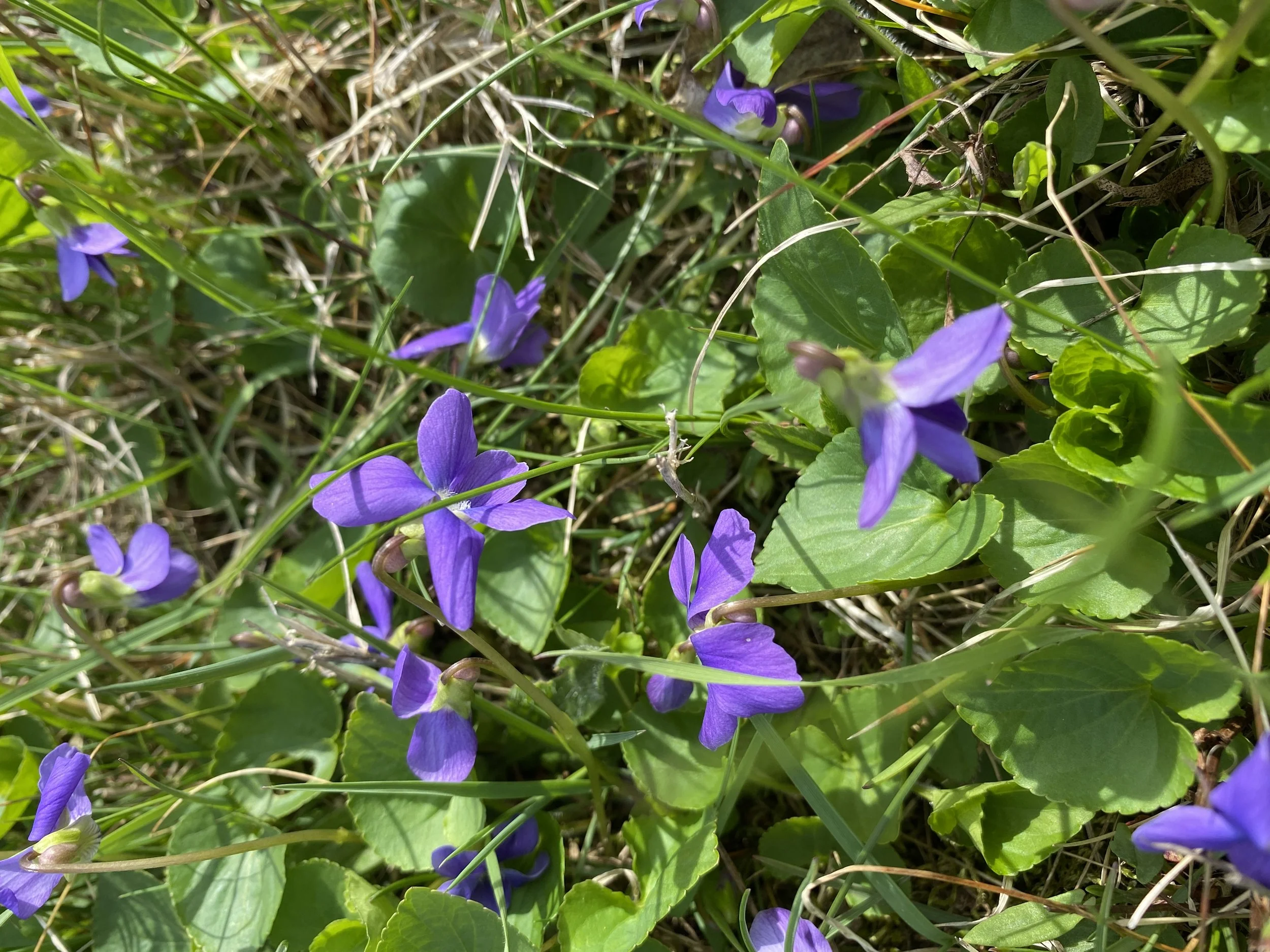 The Magic of Violets — Art by Monica