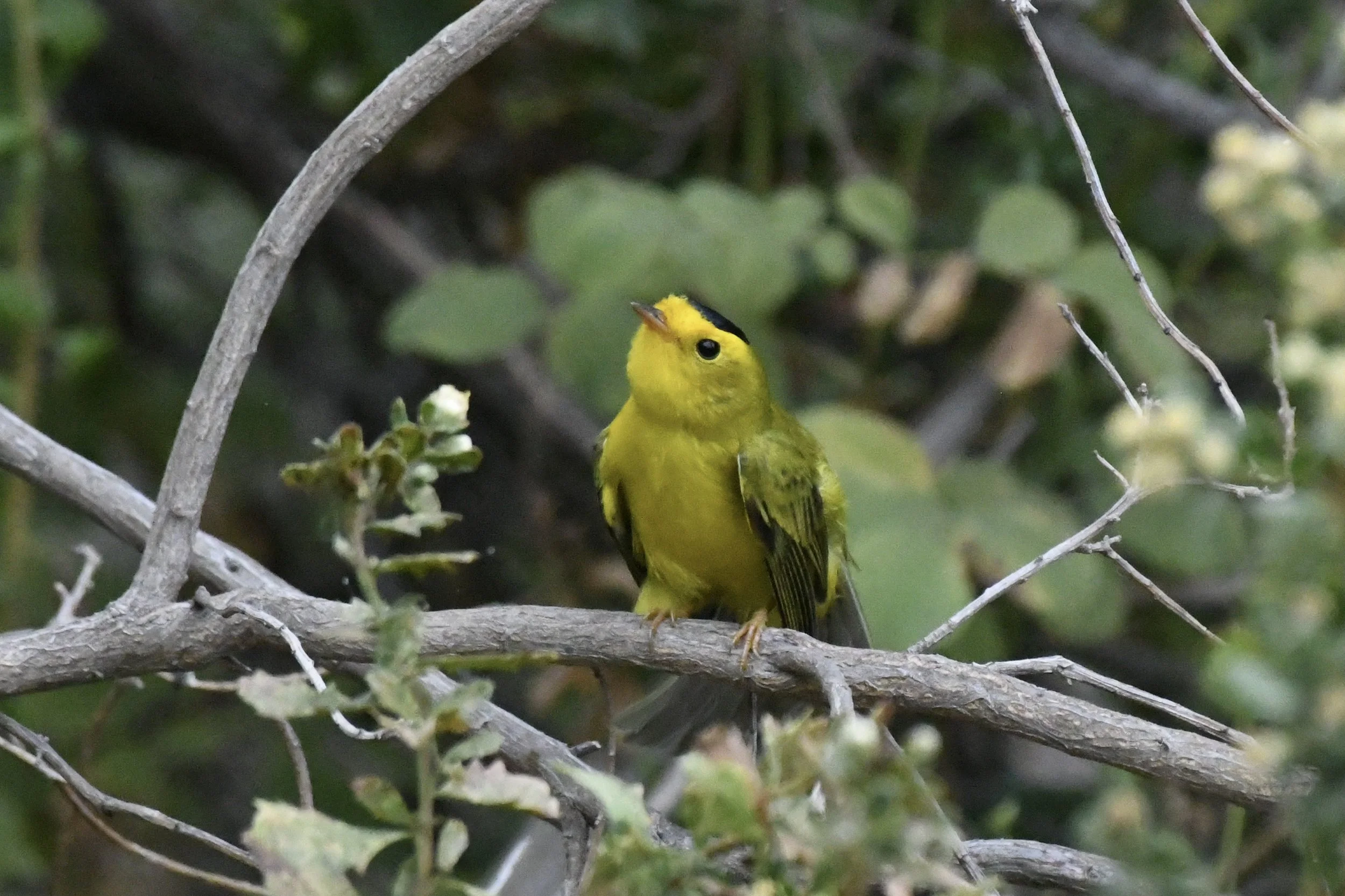 Zoom Presentation: Phylo-birding: How Phylogeny and Biogeography Can ...
