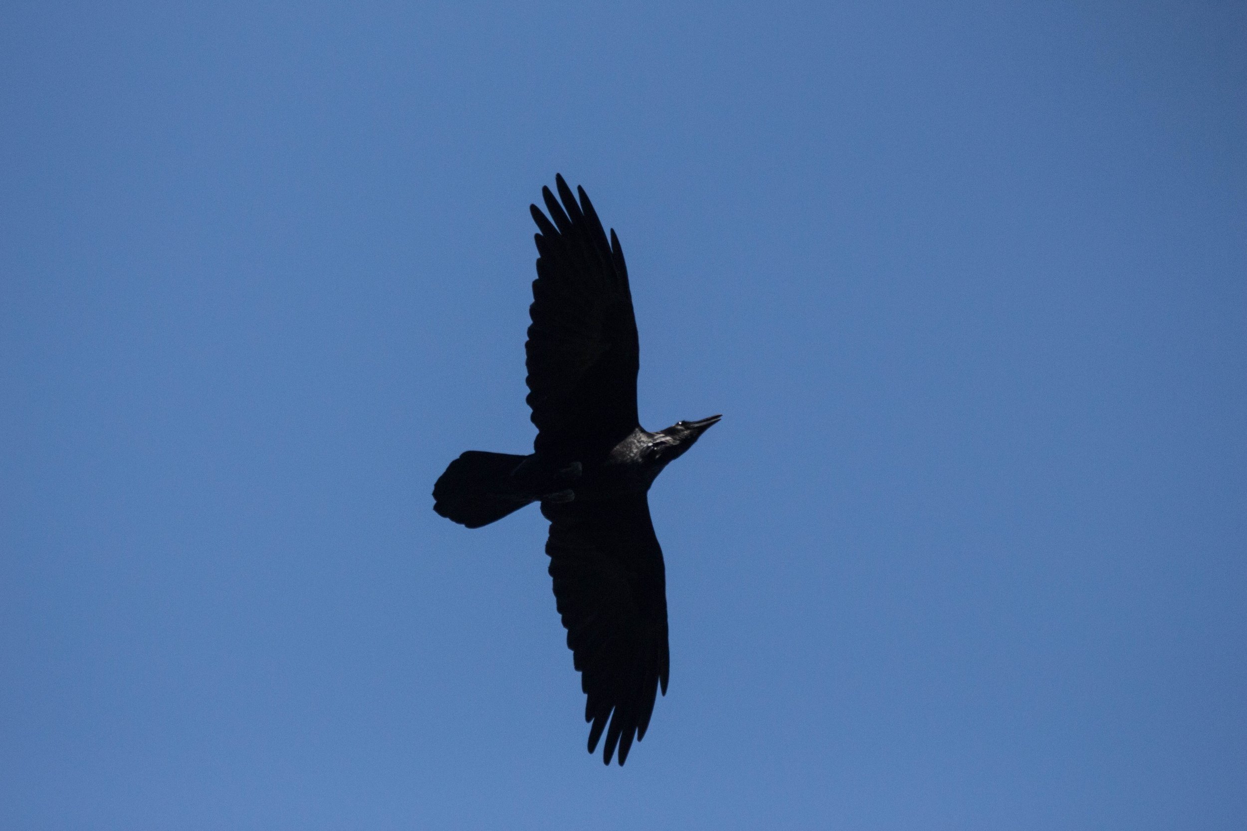 American Crow — Santa Clara Valley Bird Alliance