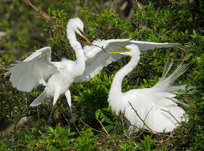 Egrets — Santa Clara Valley Bird Alliance
