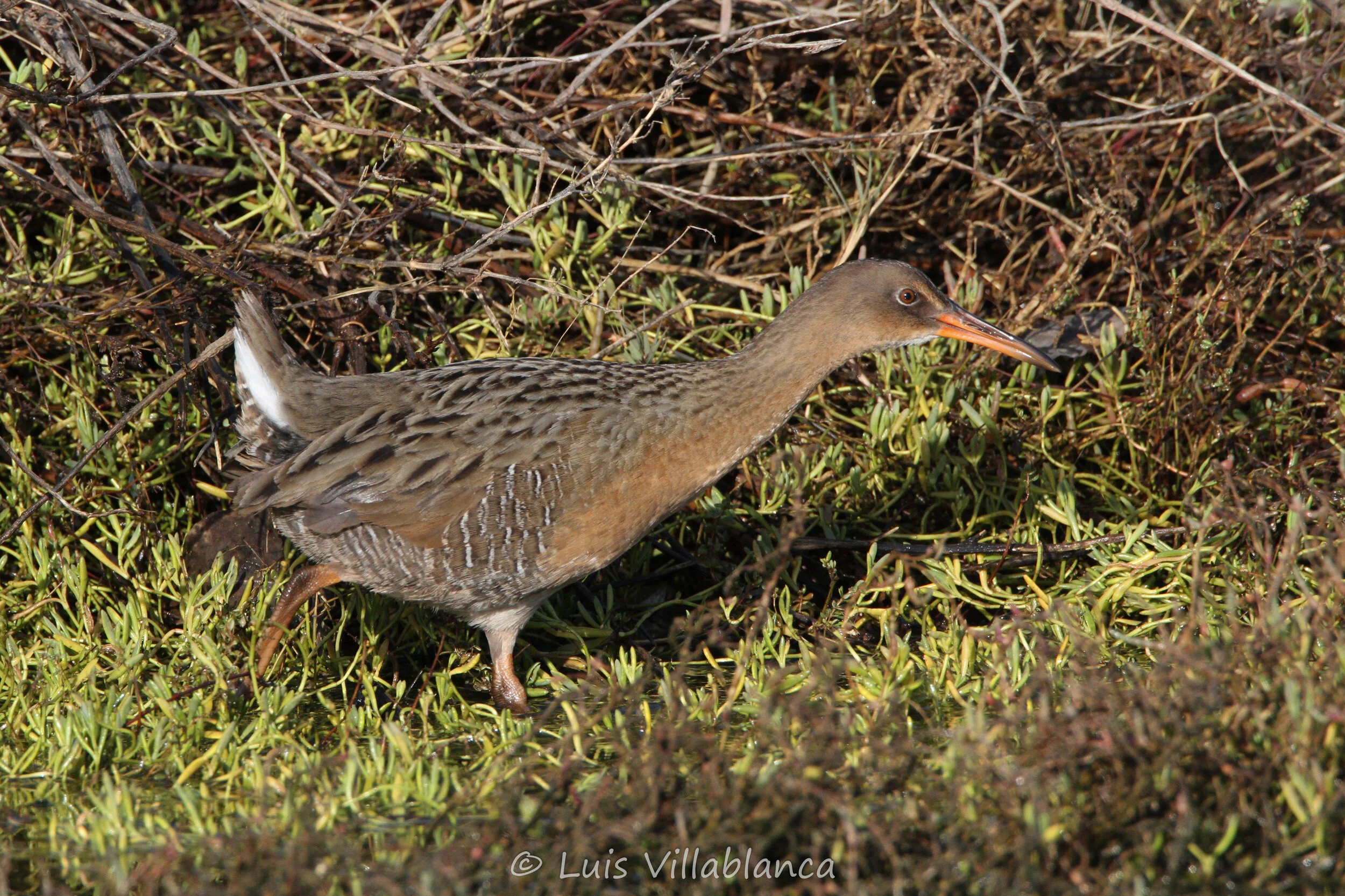 Palo Alto Baylands (Fall through Early Spring): Shorebirds along the ...