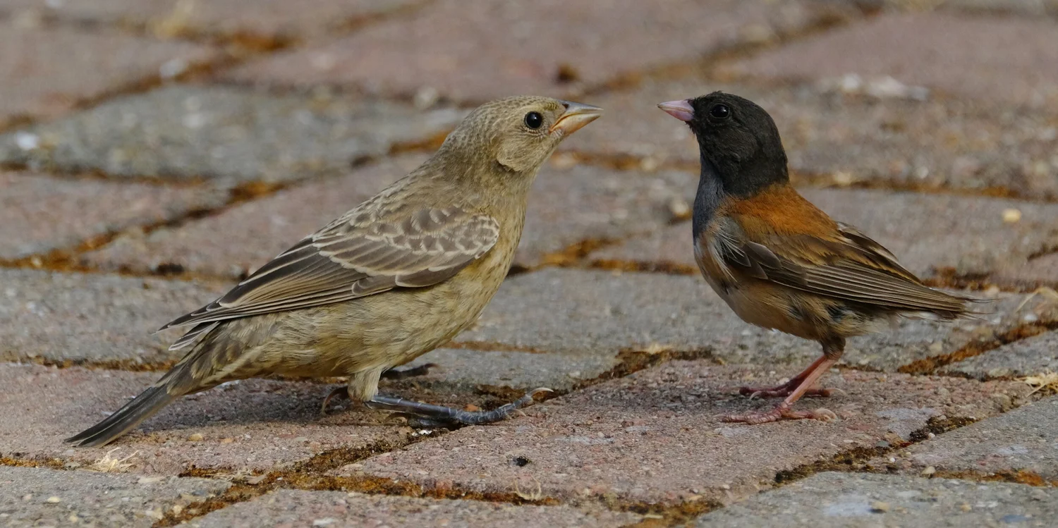 Dark-eyed Junco — Santa Clara Valley Bird Alliance