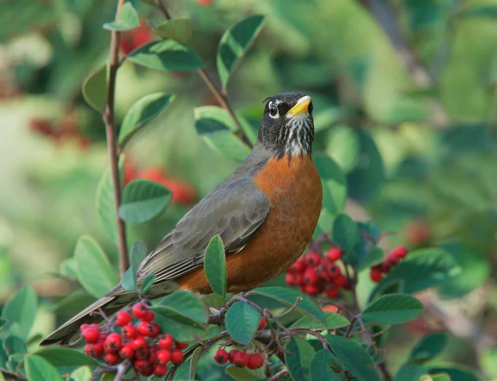 Backyard Bird Grid — Santa Clara Valley Bird Alliance