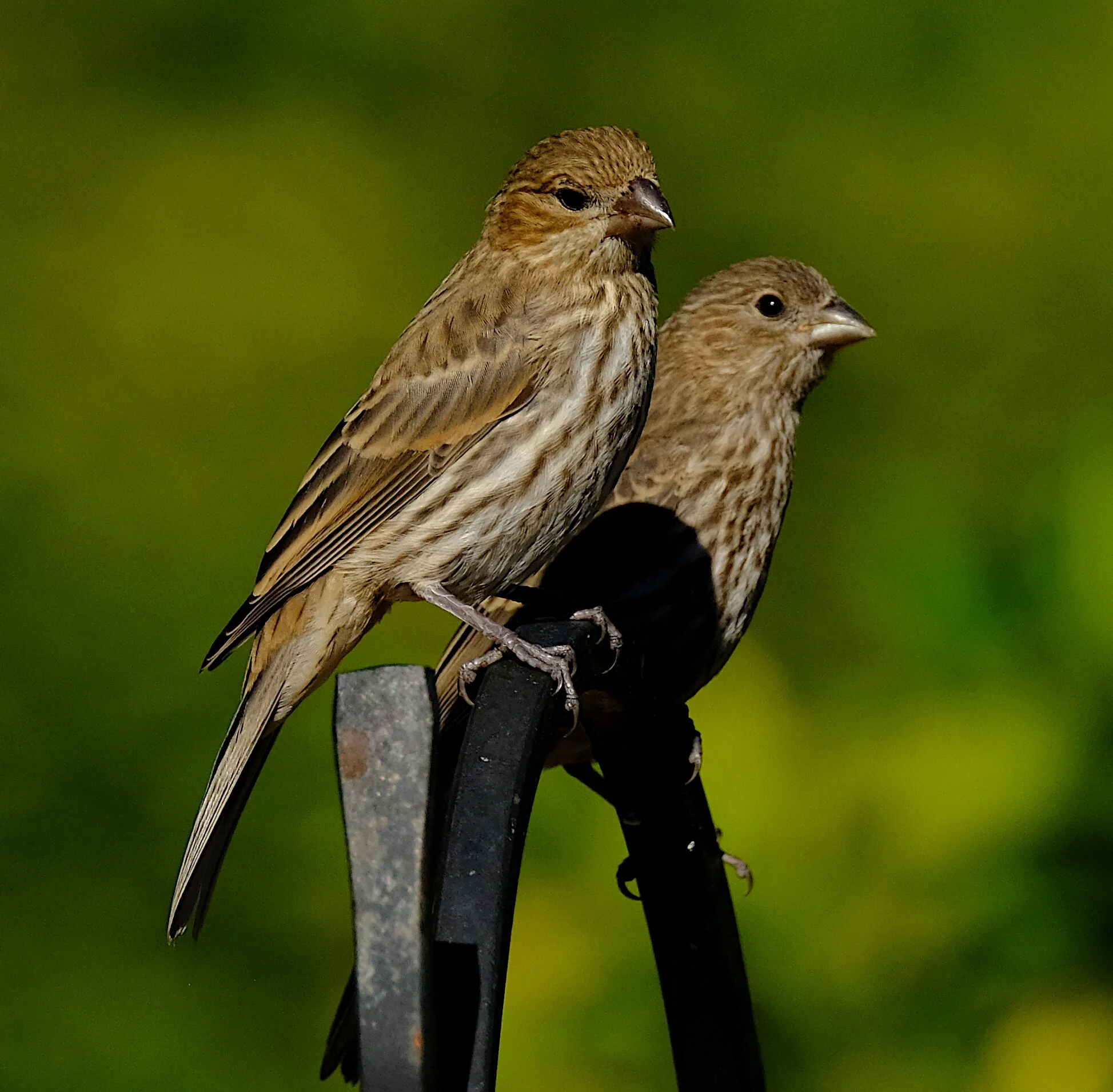 House Finch — Santa Clara Valley Bird Alliance