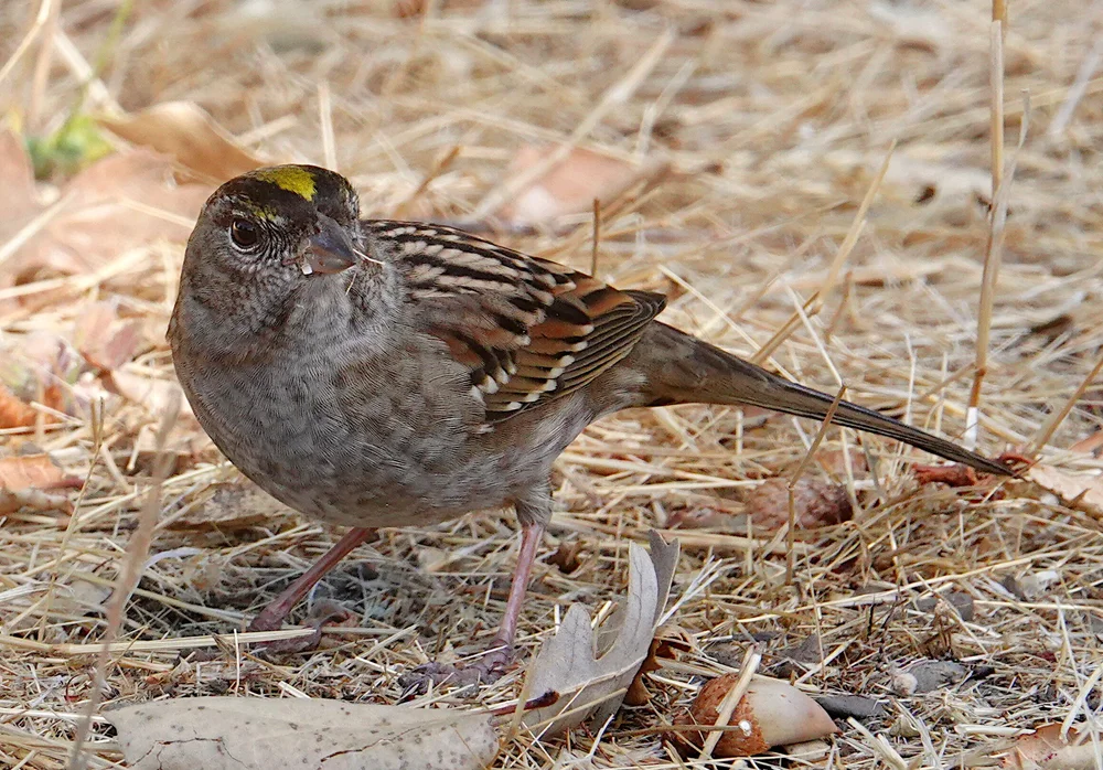 White-crowned and Golden-crowned Sparrow — Santa Clara Valley Bird Alliance