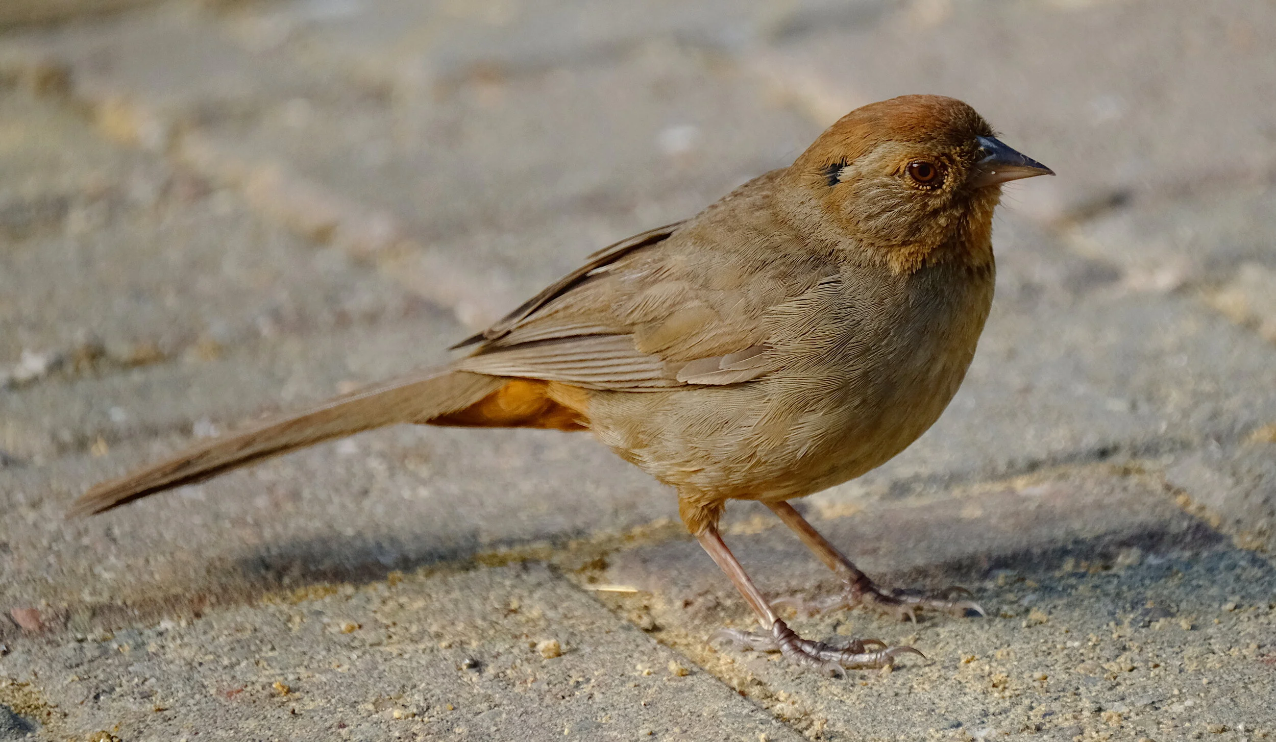 California Towhee — Santa Clara Valley Bird Alliance