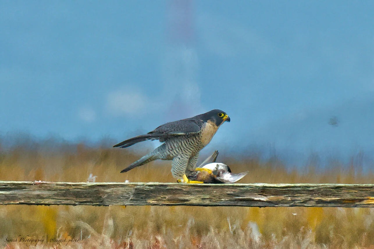 Palo Alto Baylands (Fall through Early Spring): Shorebirds along the ...