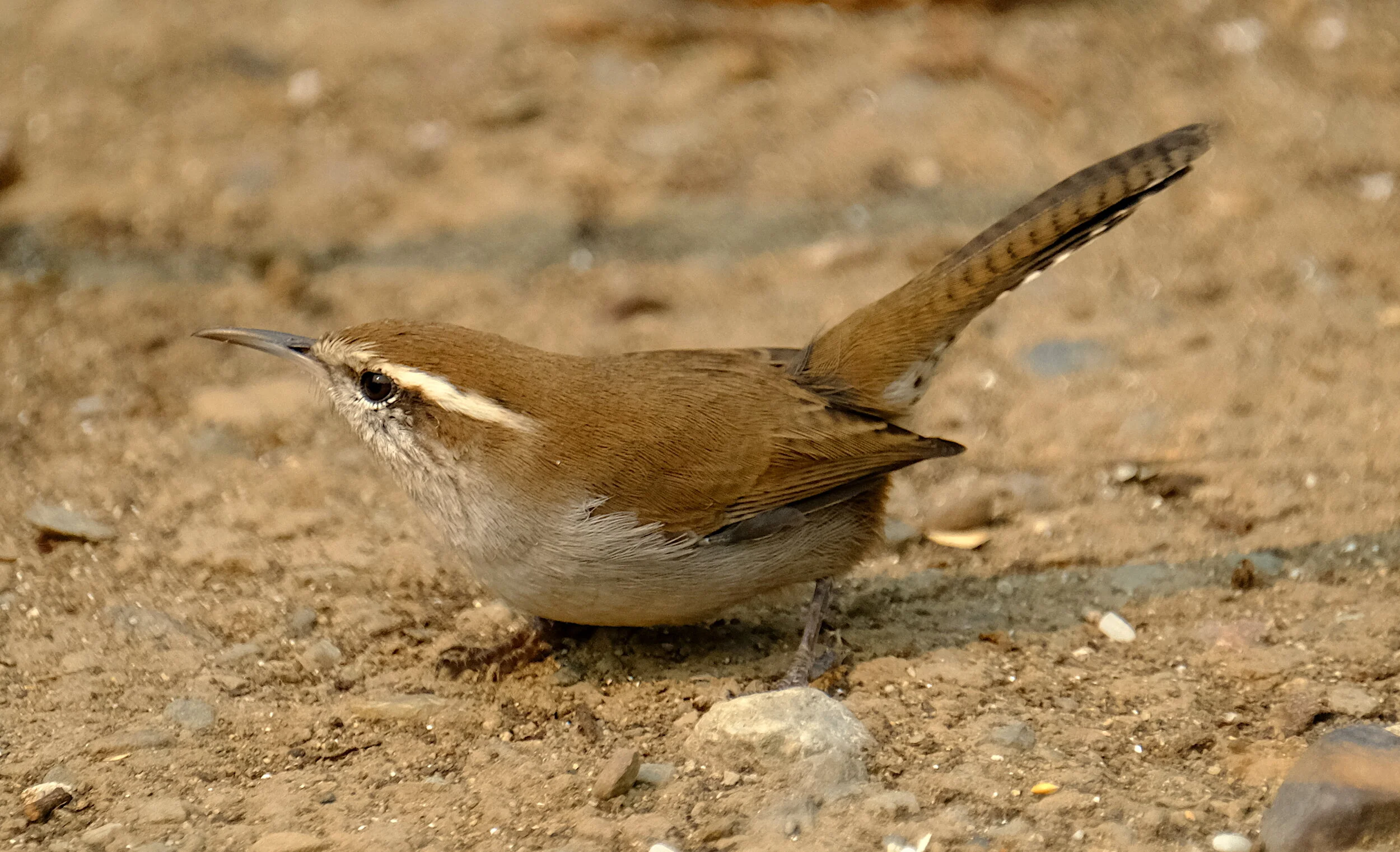 Bewick's Wren — Santa Clara Valley Bird Alliance