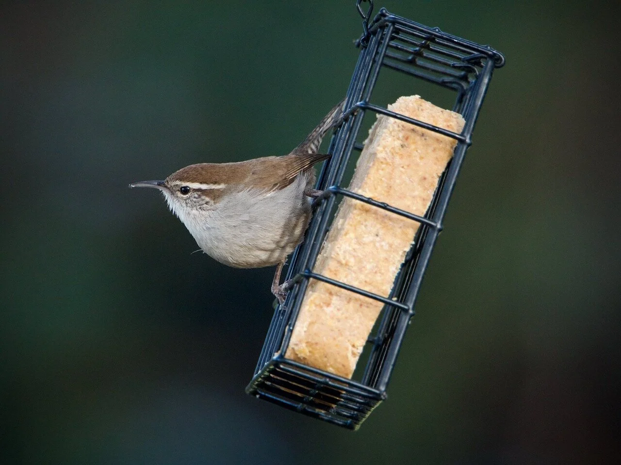 Bewick's Wren — Santa Clara Valley Bird Alliance