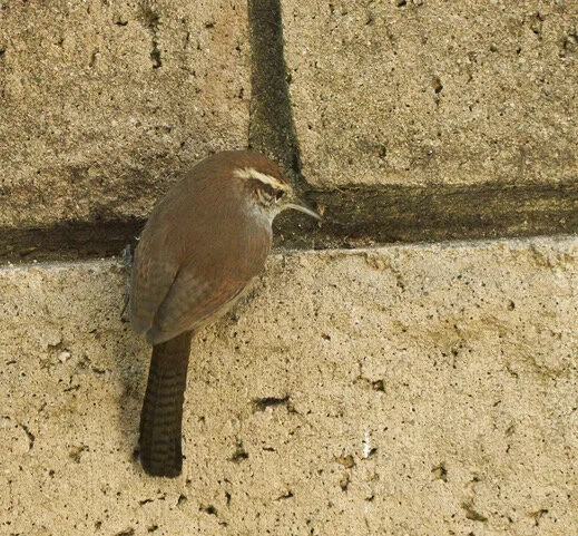 Bewick's Wren — Santa Clara Valley Bird Alliance