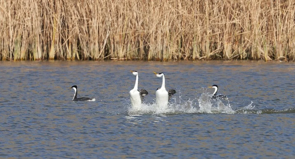 Calero Reservoir (Late Winter/Early Spring): Dancing Western and Clark ...
