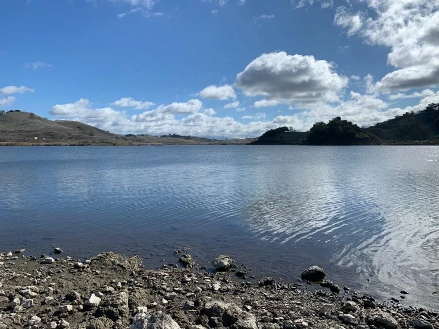 Calero Reservoir (Late Winter/Early Spring): Dancing Western and Clark ...