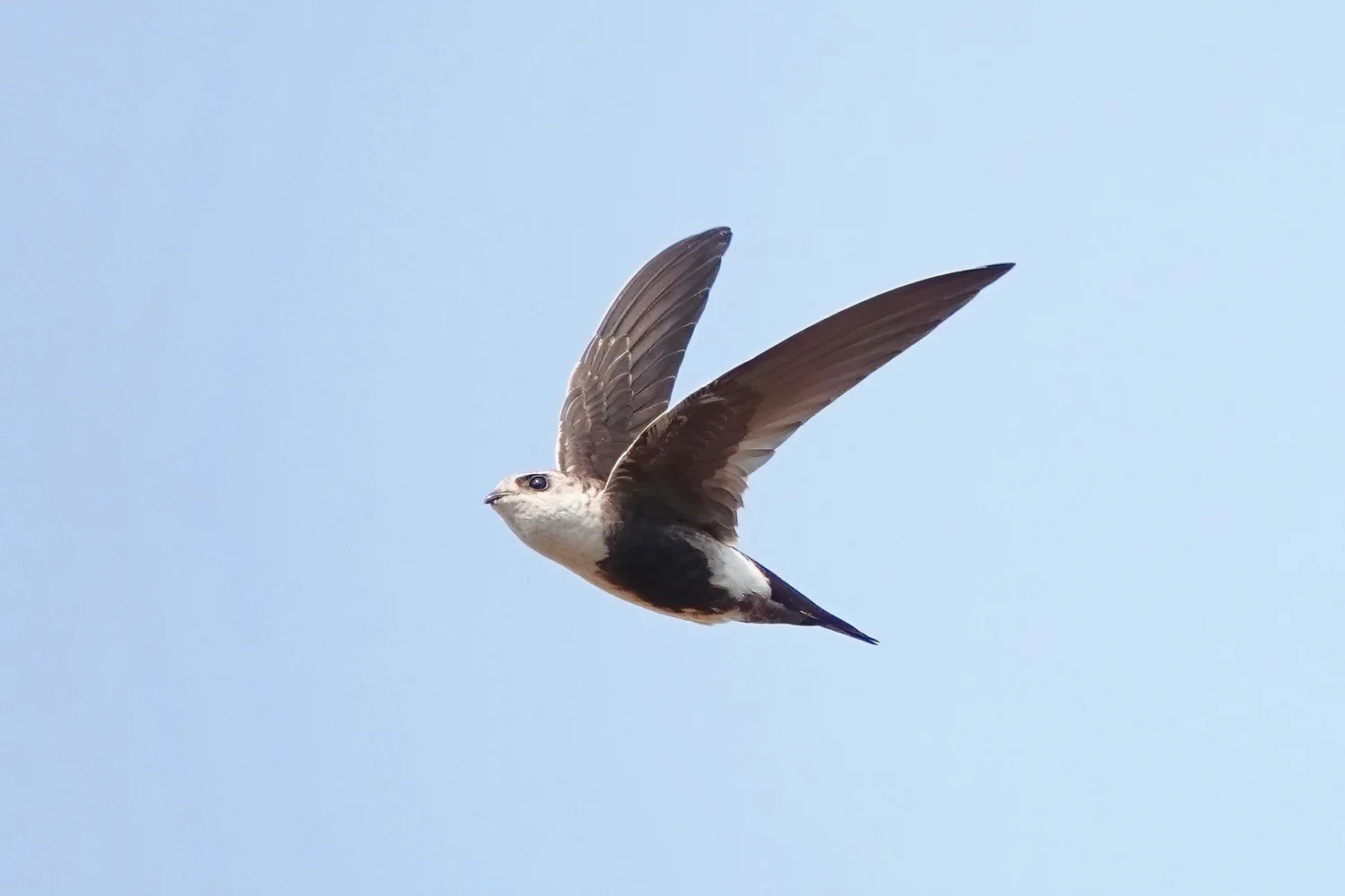 Rosendin Park Area of Anderson County Park (Spring): Pond and Petals ...