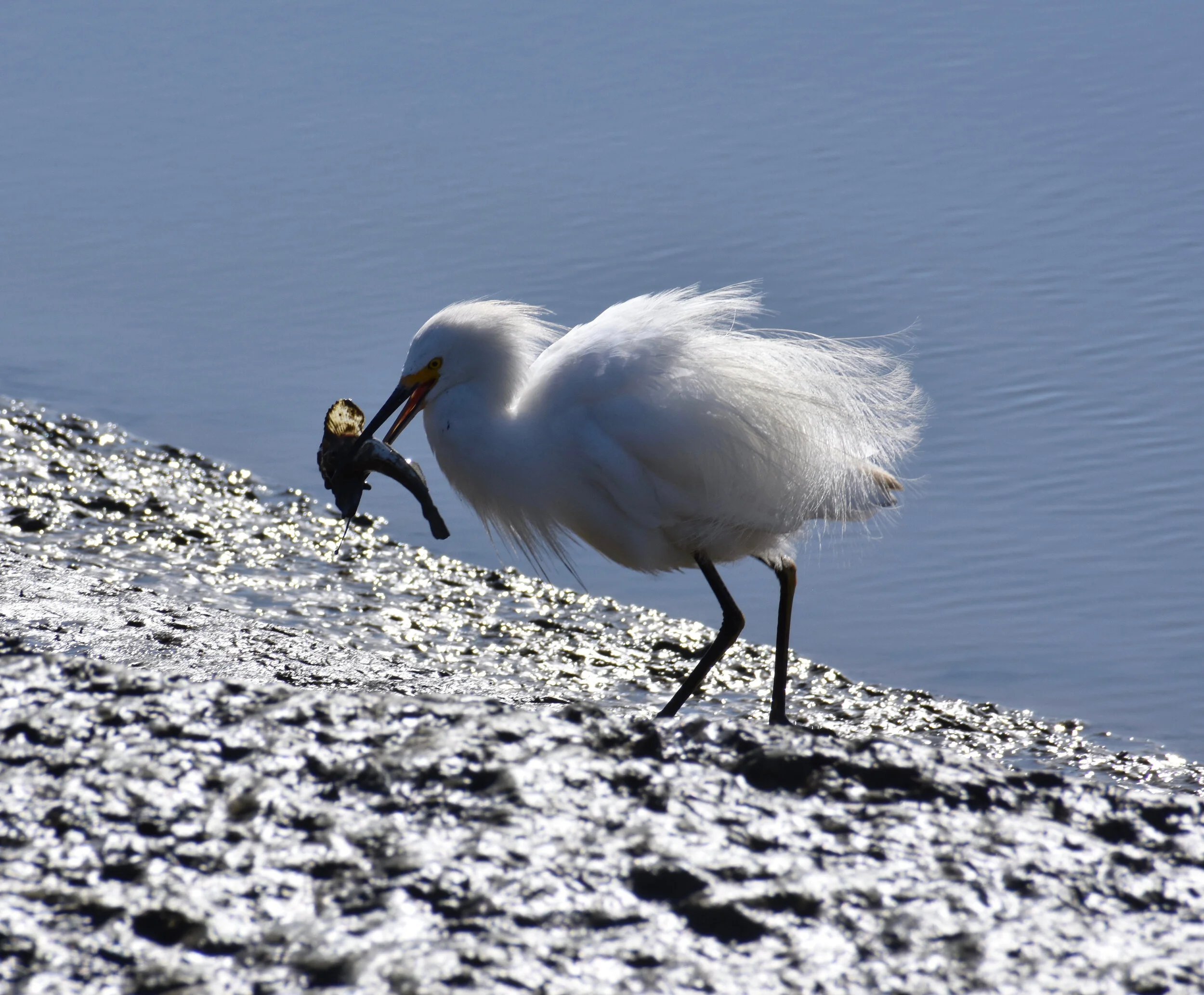 Egrets — Santa Clara Valley Bird Alliance