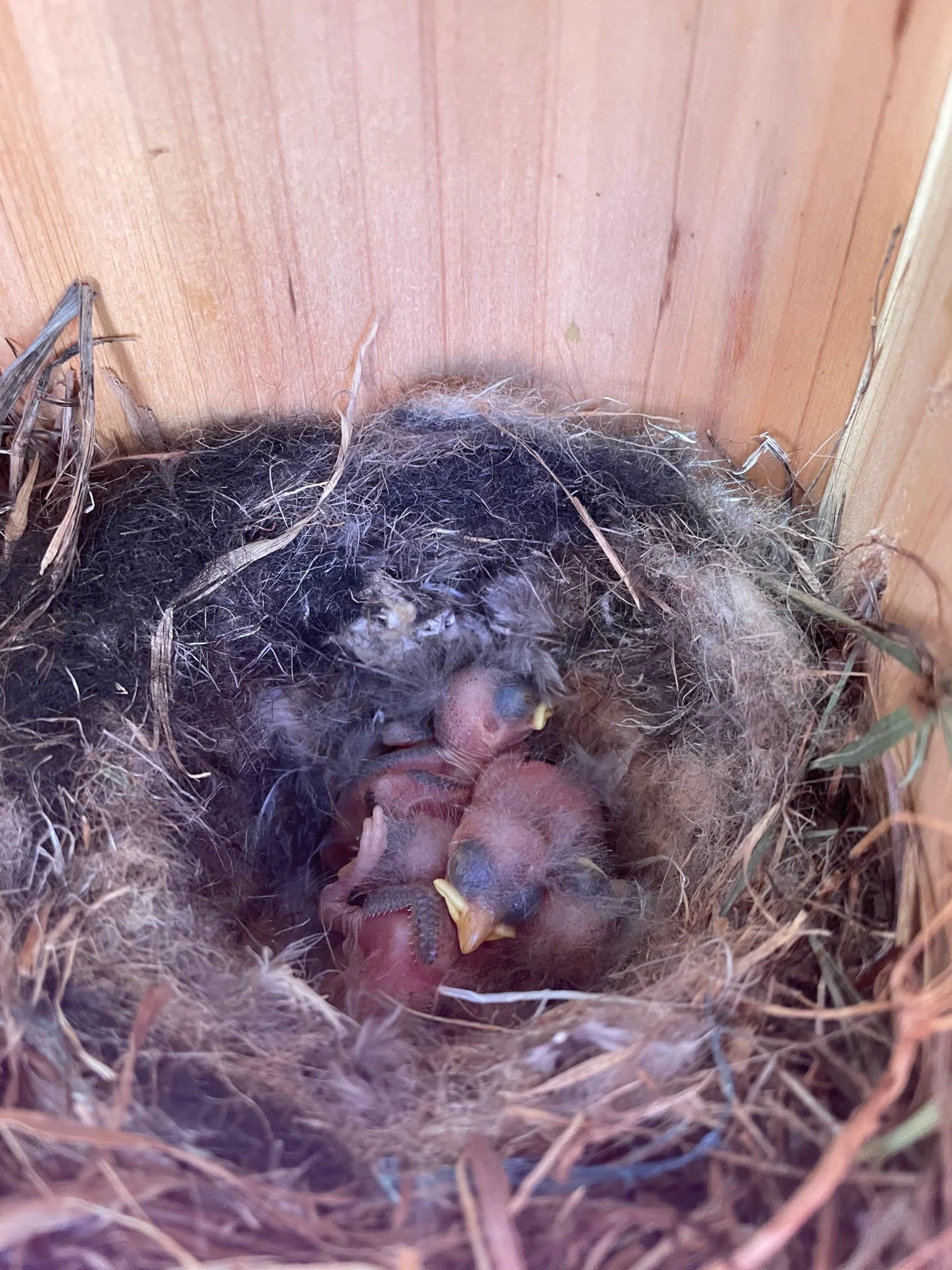 Baby Birds — Santa Clara Valley Bird Alliance