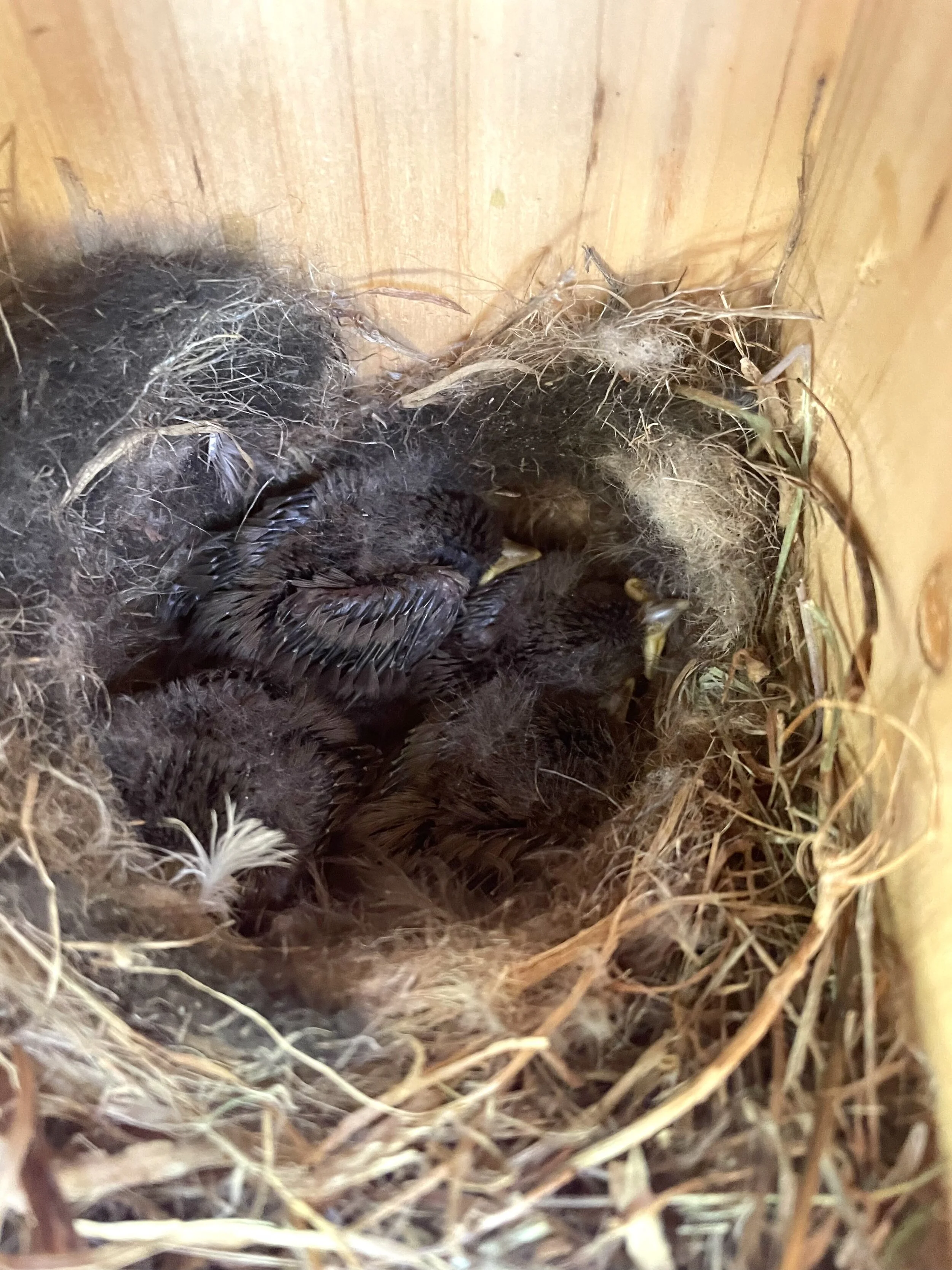 Baby Birds — Santa Clara Valley Bird Alliance