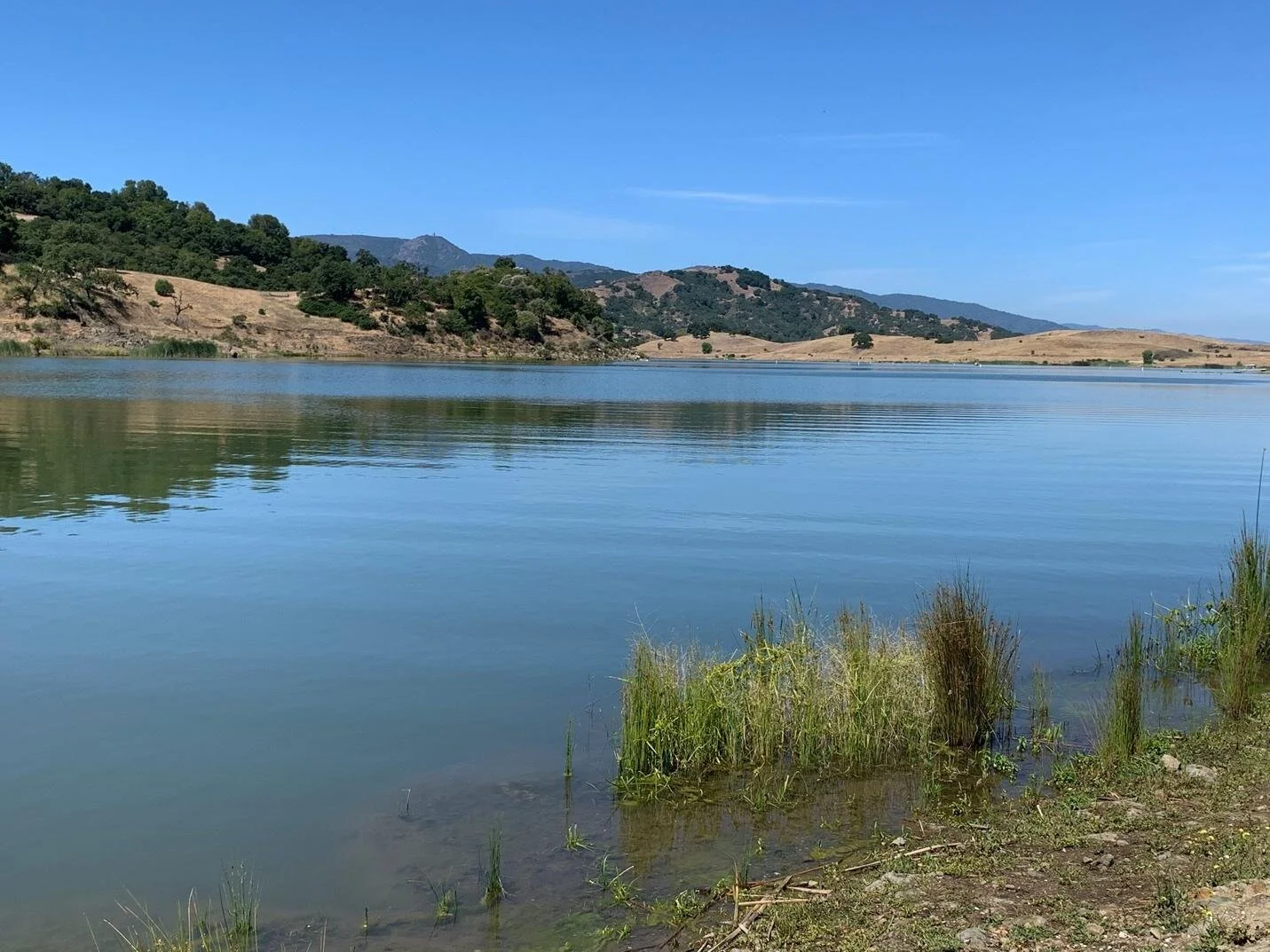 Calero Reservoir (Late Spring): Families of Western and Clark’s Grebes ...