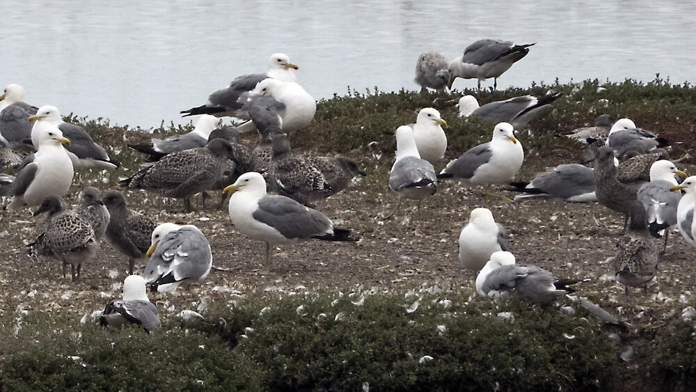 Palo Alto Flood Control Basin (Spring/Summer): A Noisy California Gull ...