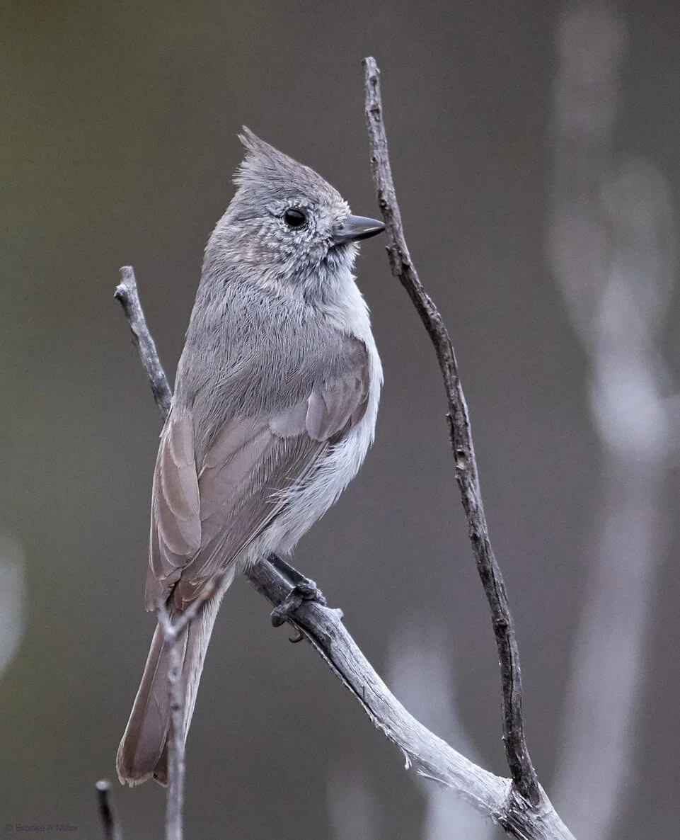 Oak Titmouse — Santa Clara Valley Bird Alliance
