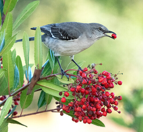 Northern Mockingbird — Santa Clara Valley Bird Alliance