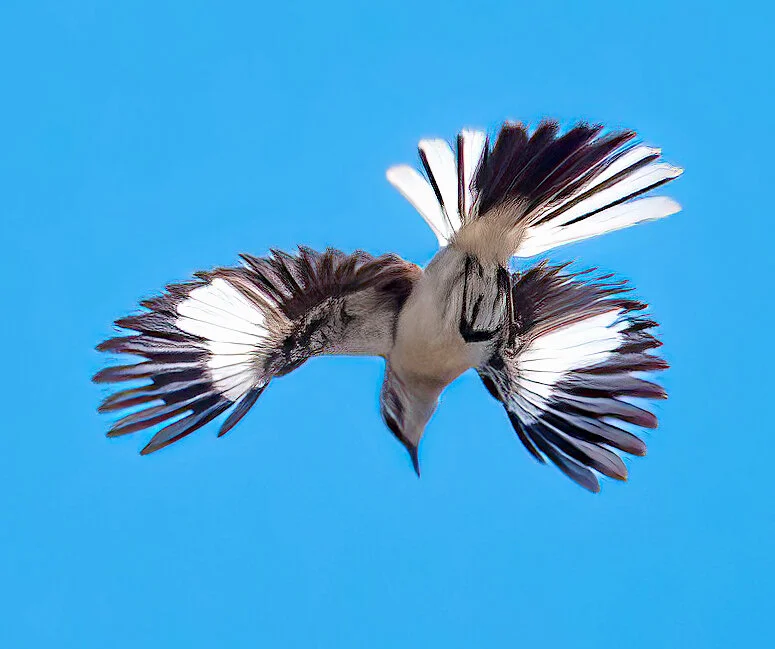 Northern Mockingbird — Santa Clara Valley Bird Alliance