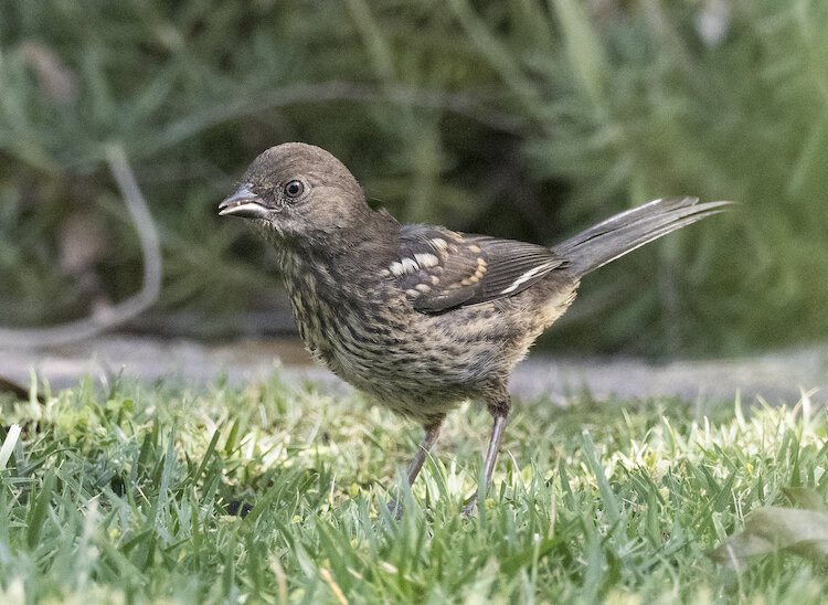 Spotted Towhee — Santa Clara Valley Bird Alliance