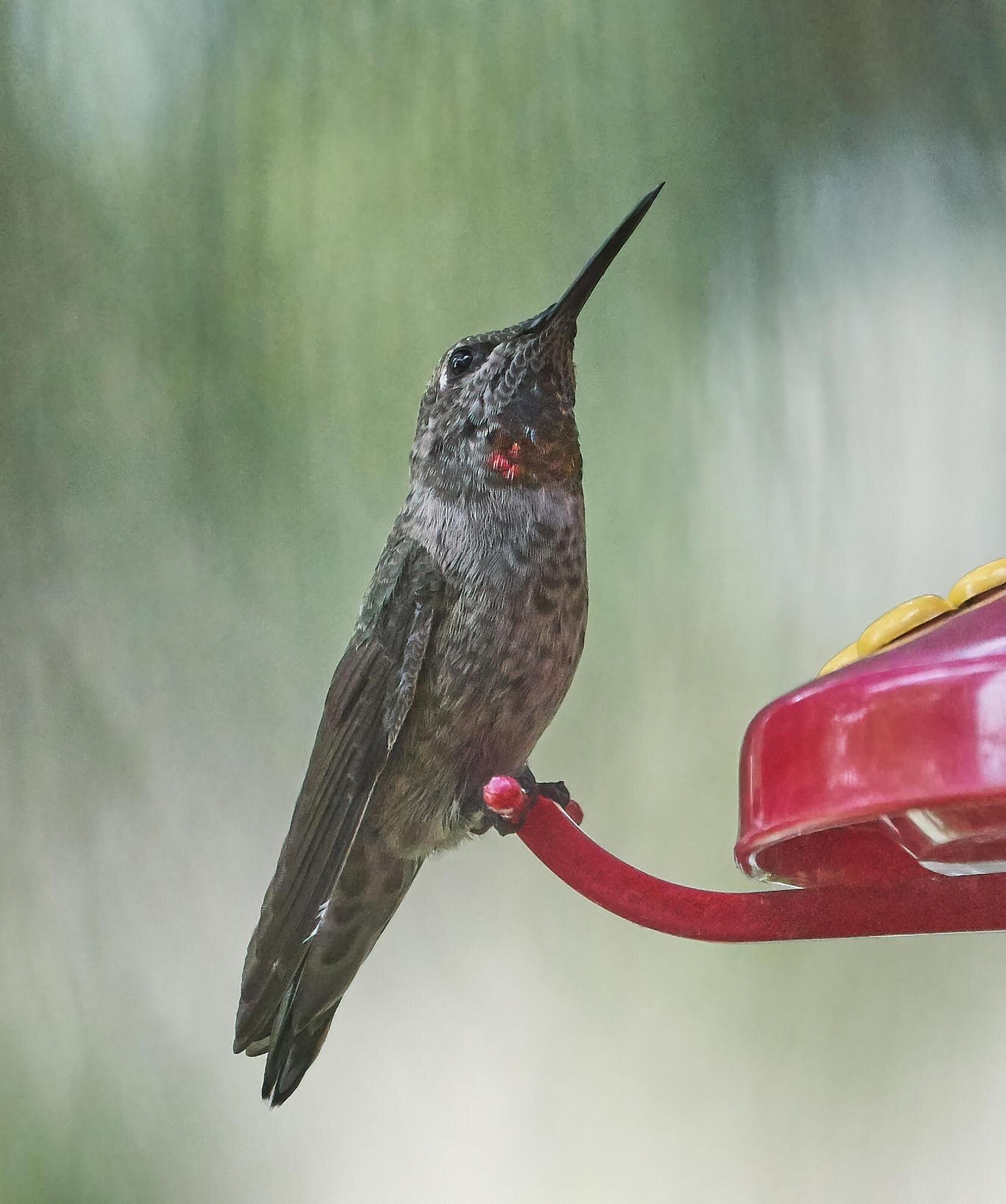 Anna's Hummingbird — Santa Clara Valley Bird Alliance