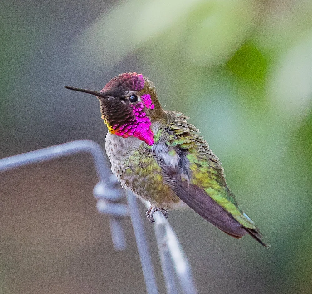 Anna's Hummingbird — Santa Clara Valley Bird Alliance