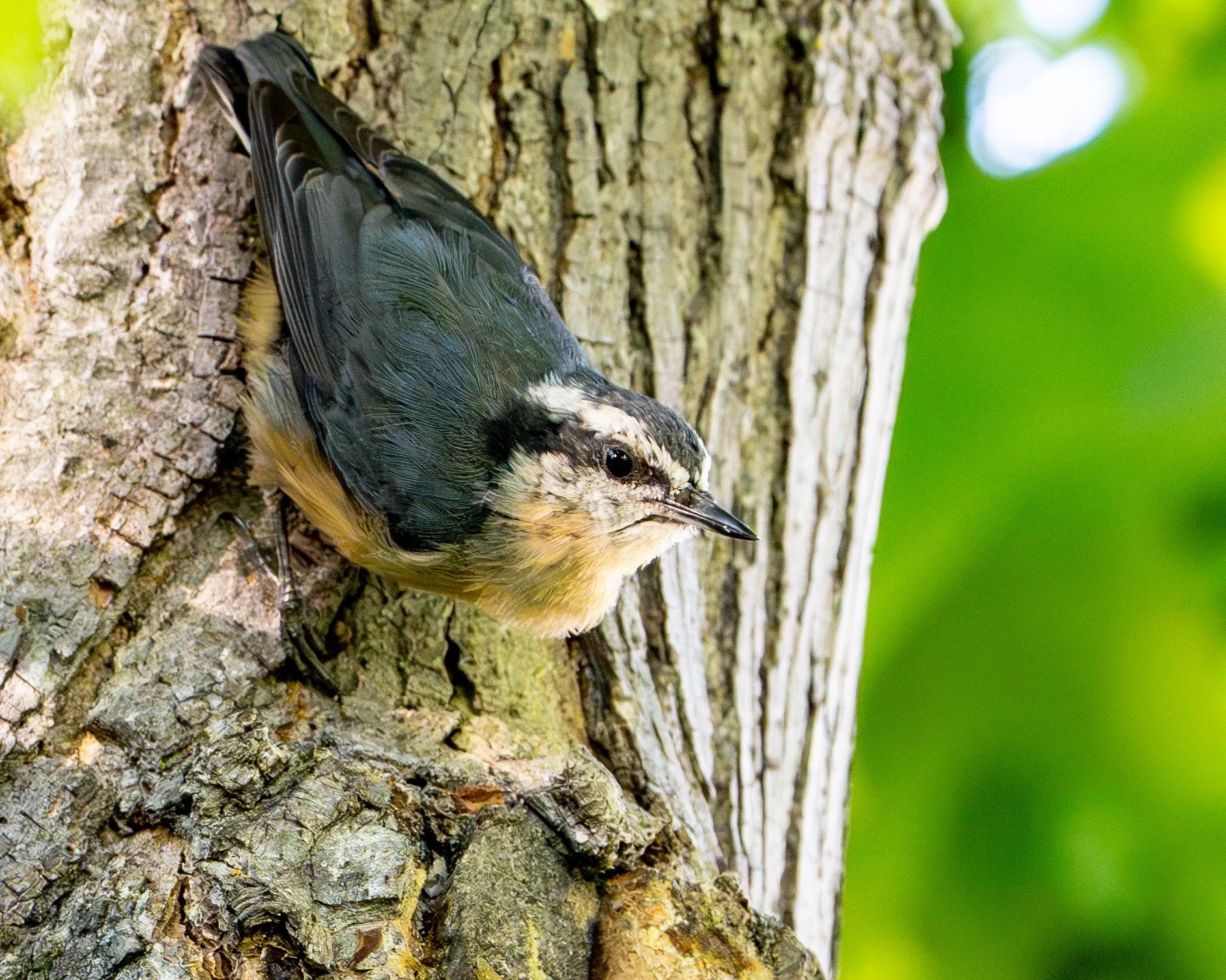 The Wonder Years Band Bird