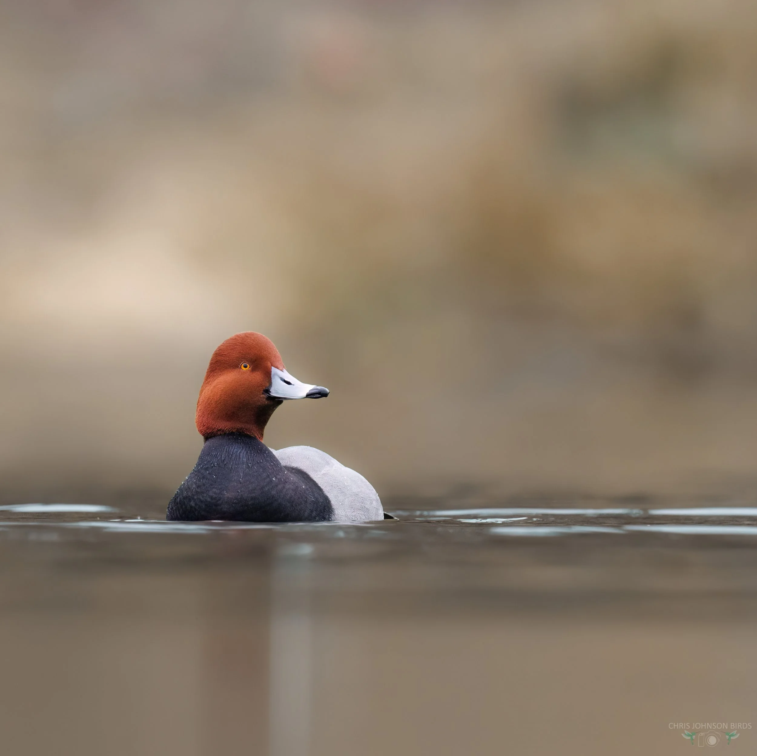 Santa Clara Valley Bird Alliance