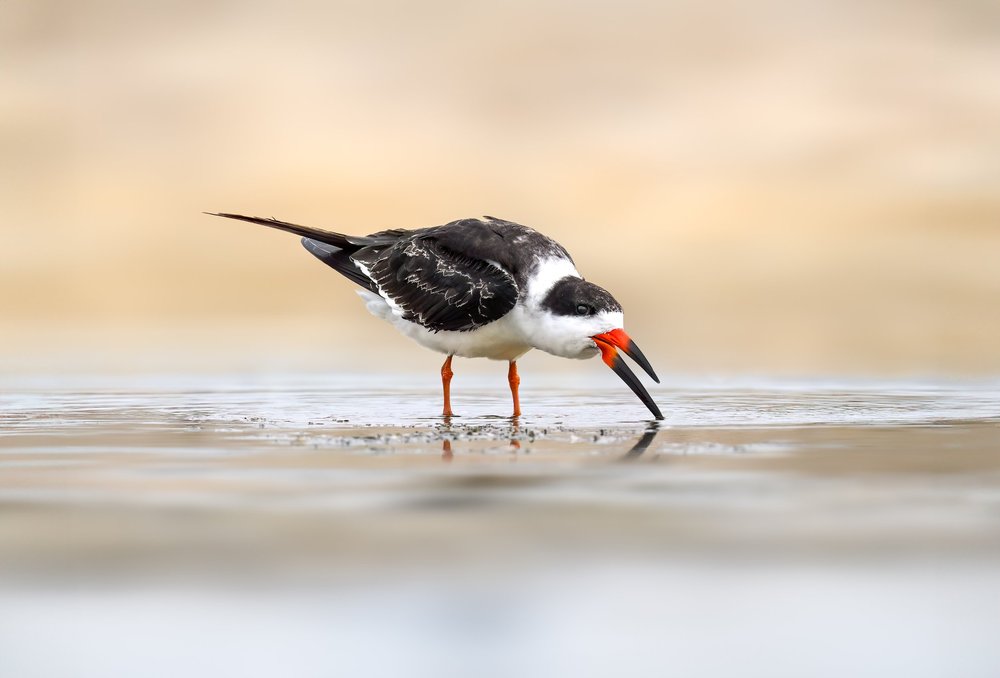 Santa Clara Valley Bird Alliance