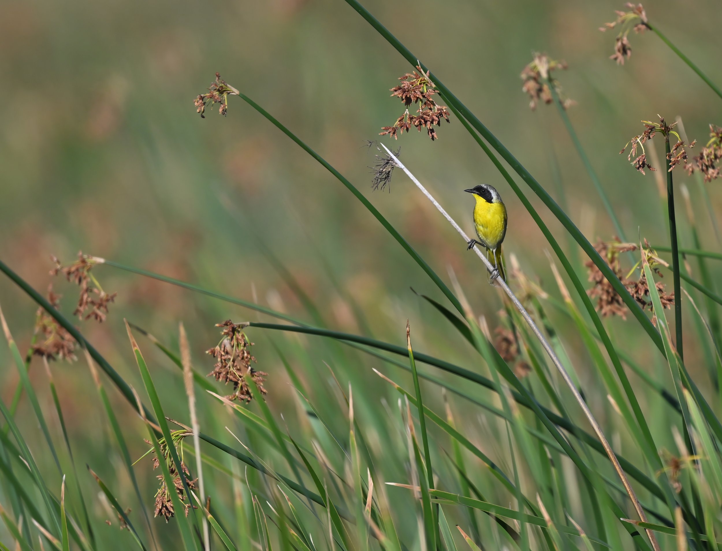 Santa Clara Valley Bird Alliance