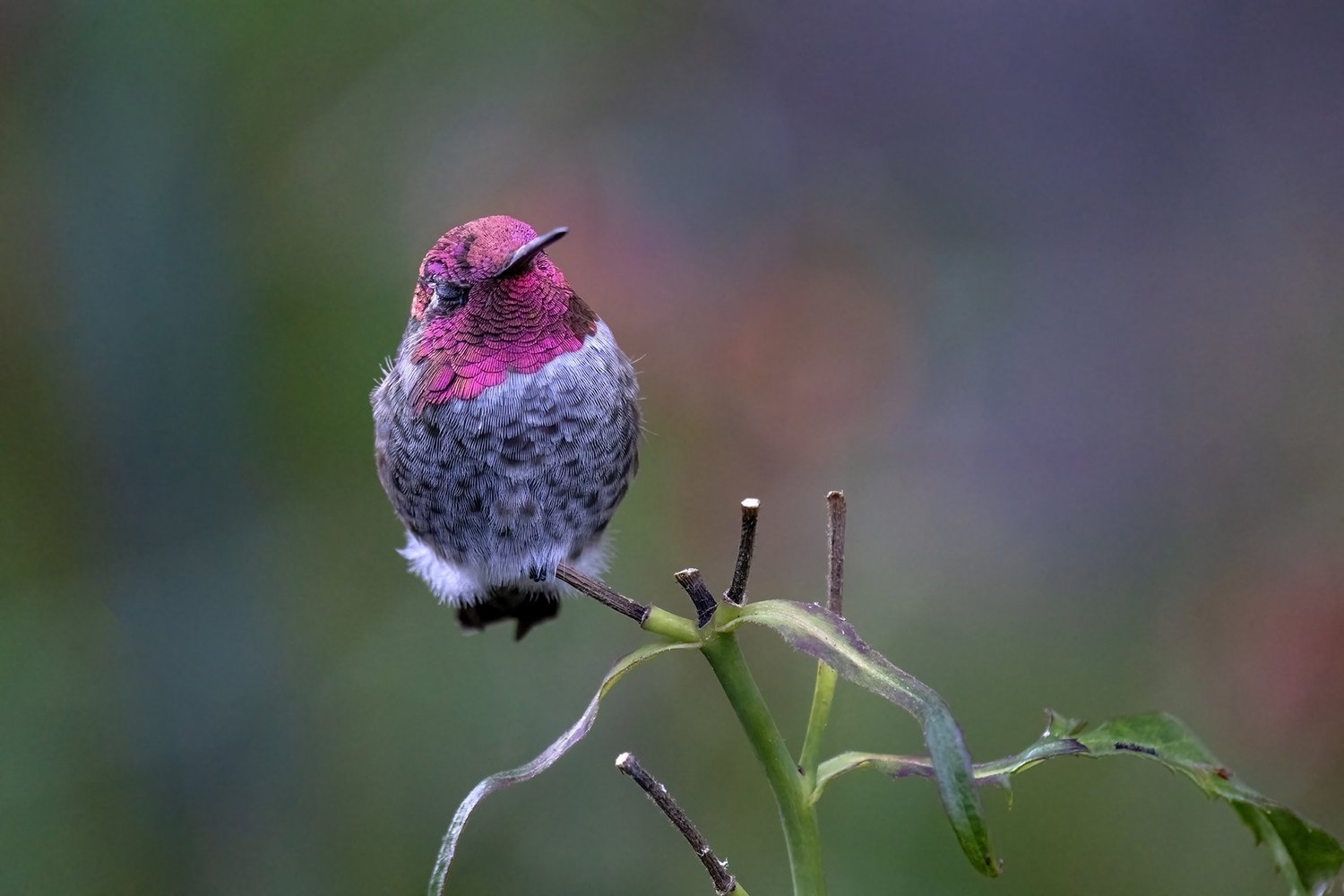 Bird Photography — Santa Clara Valley Bird Alliance
