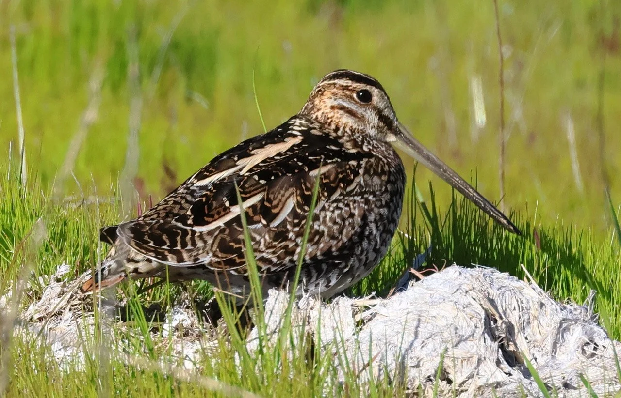 Field Trip: Los Gatos Creek County Park and Oka Ponds (Los Gatos ...