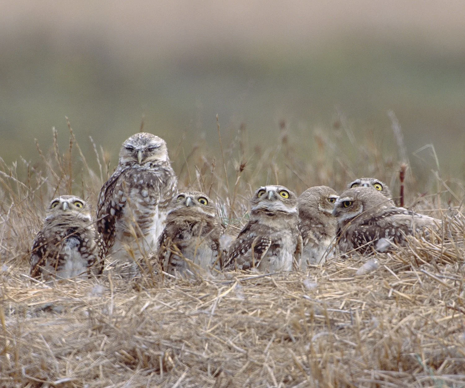Update on California's Burrowing Owls! — Santa Clara Valley Bird Alliance