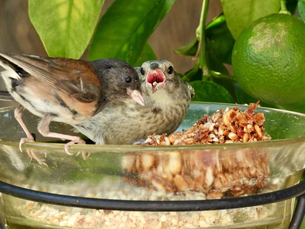 Brown-headed Cowbird — Santa Clara Valley Bird Alliance