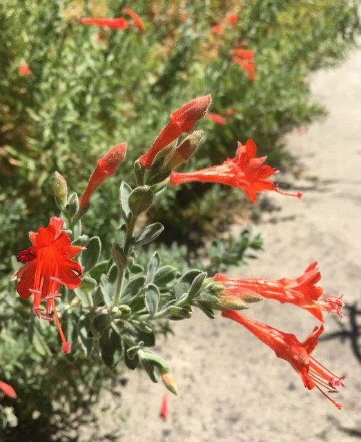 California Native Plants — Santa Clara Valley Bird Alliance