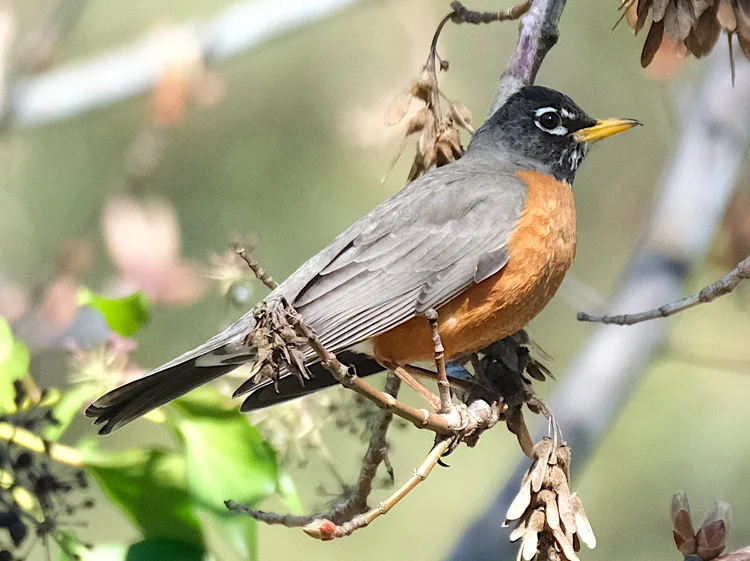 American Robin — Santa Clara Valley Bird Alliance