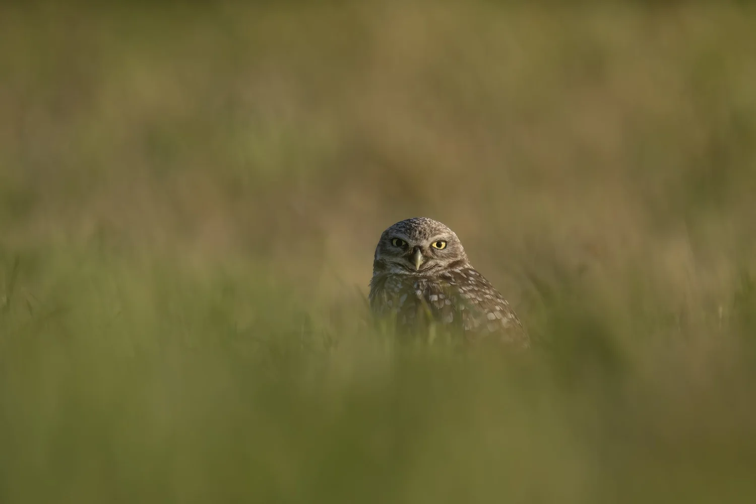 ON SILENT WINGS: The Owls of Santa Clara County — Santa Clara Valley ...