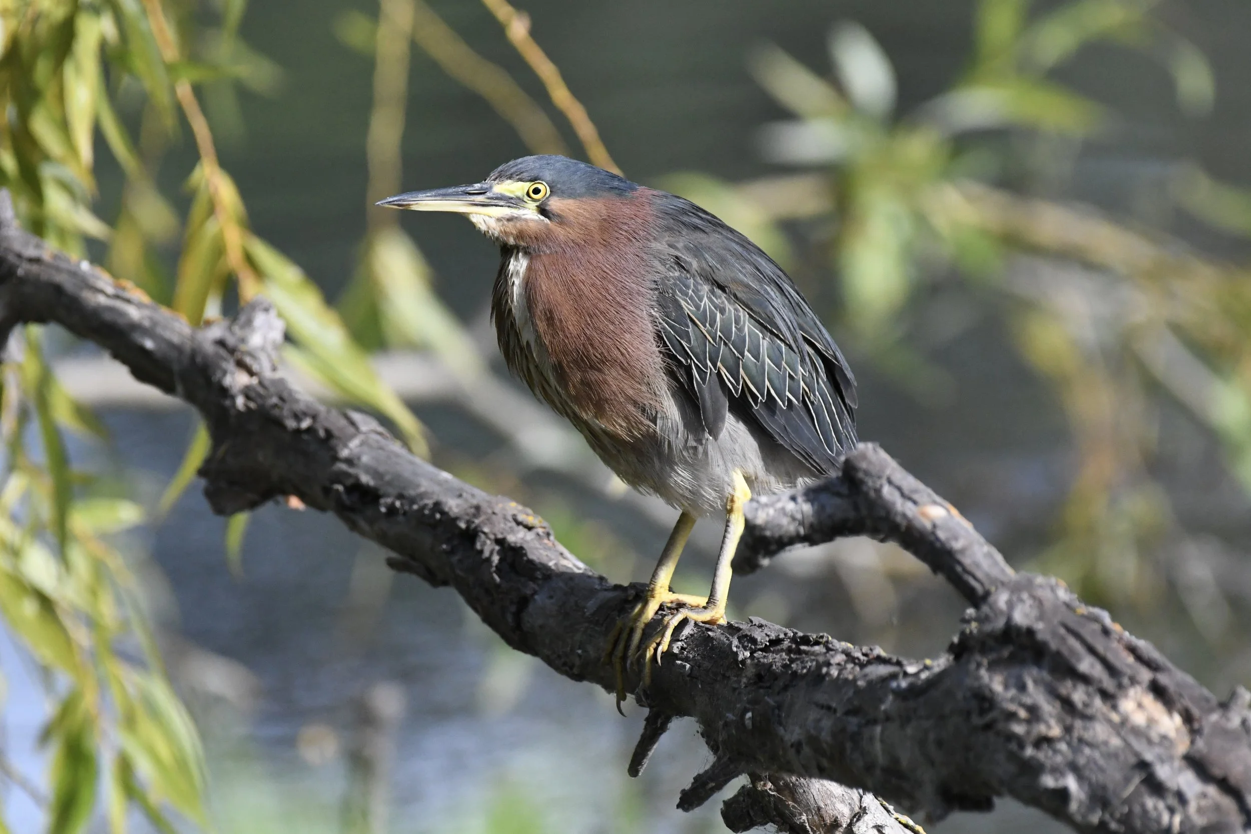 Field Trip: Beginner’s Bird and Plant Identification Walk at Lake ...