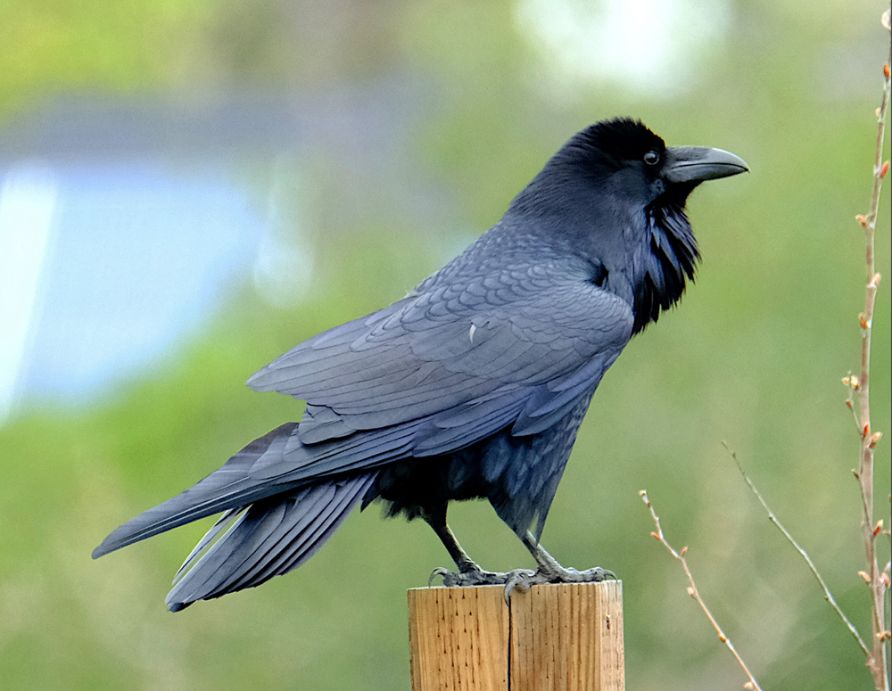 American Crow — Santa Clara Valley Bird Alliance
