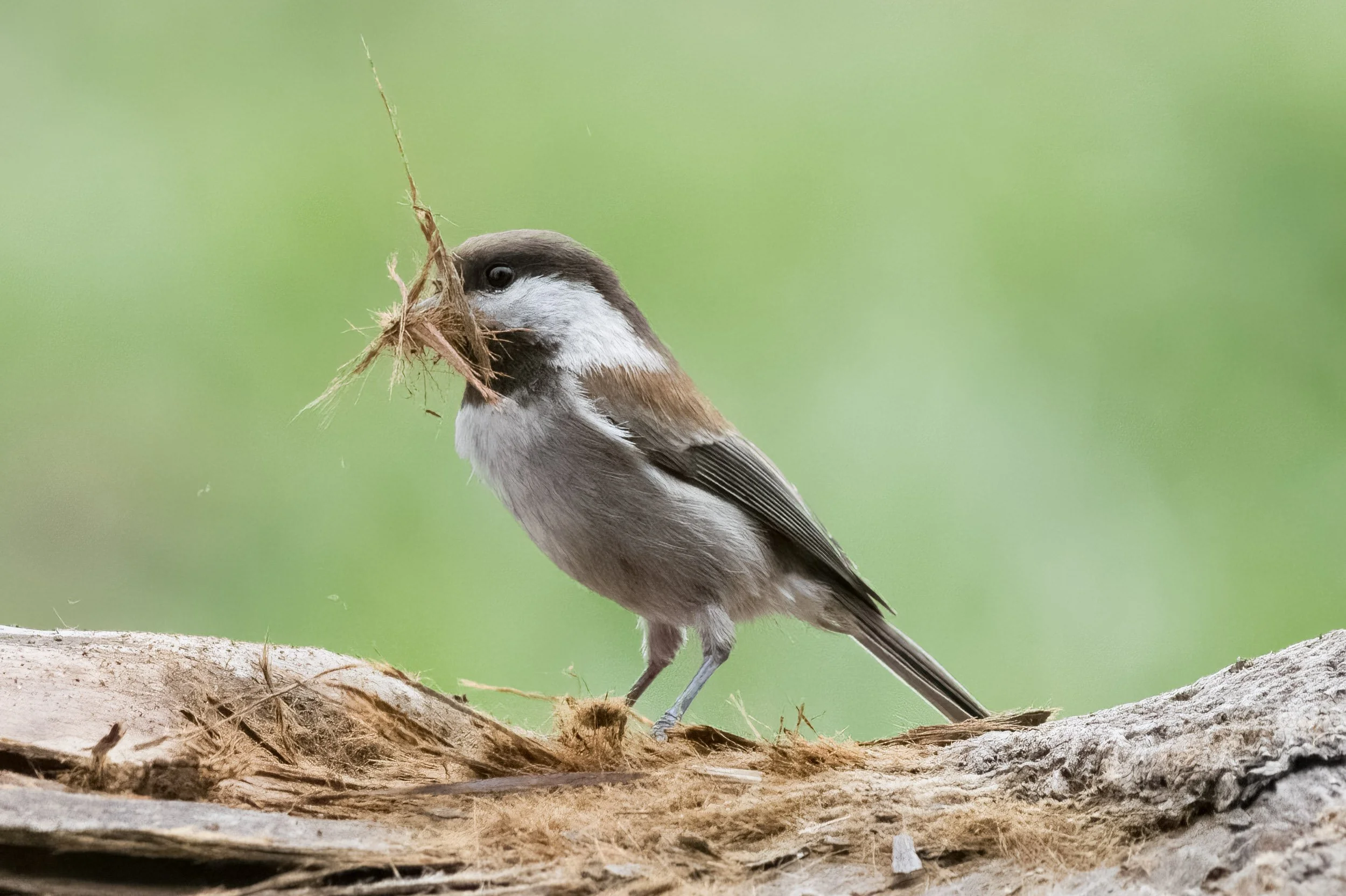 Field Trip: Beginner Birding at the Ranch (Cupertino) — Santa Clara ...