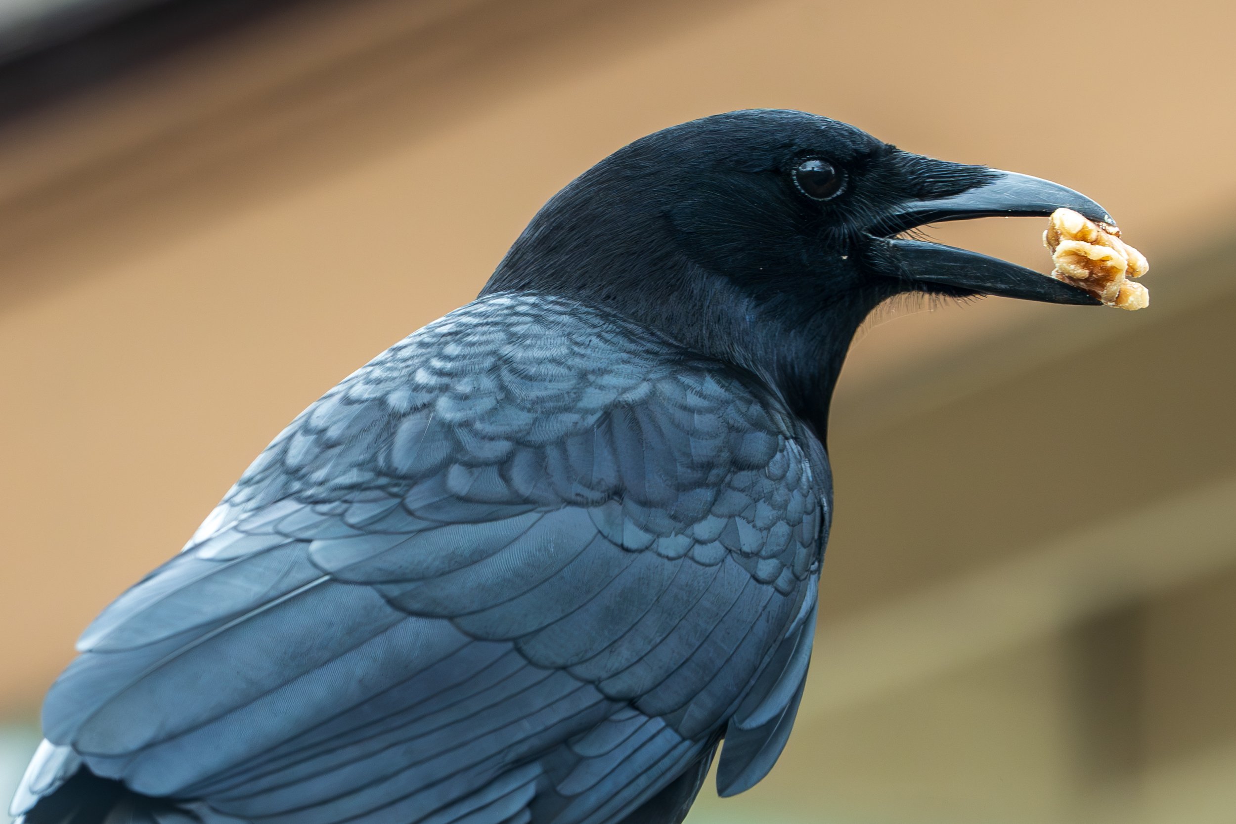 All Around Town — Santa Clara Valley Bird Alliance