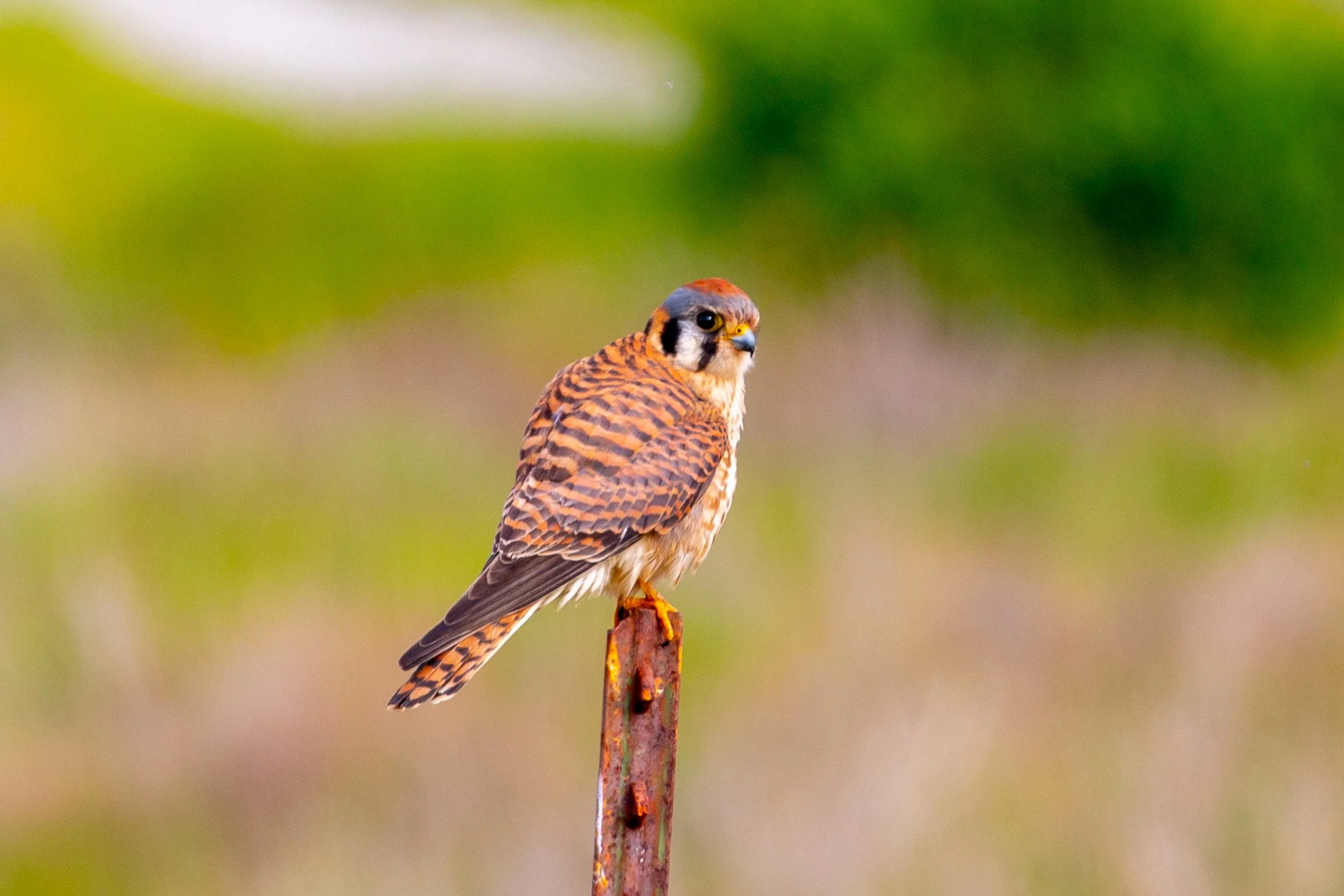 Pacheco Dam — Santa Clara Valley Bird Alliance