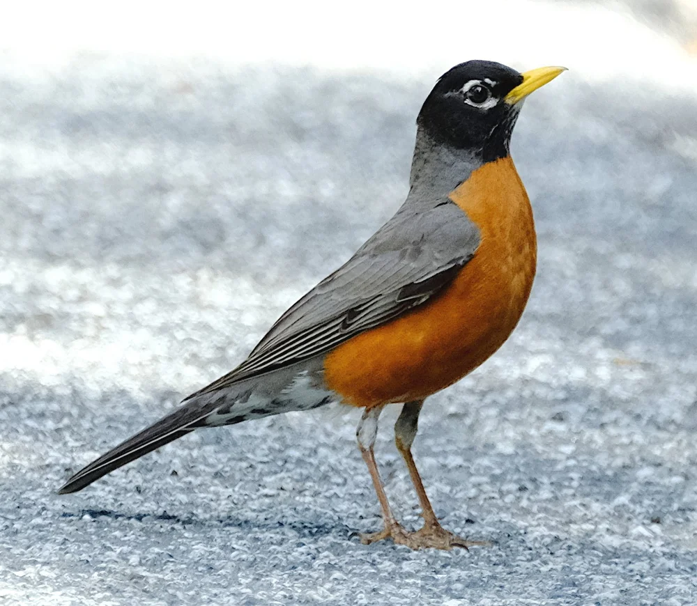 American Robin — Santa Clara Valley Bird Alliance