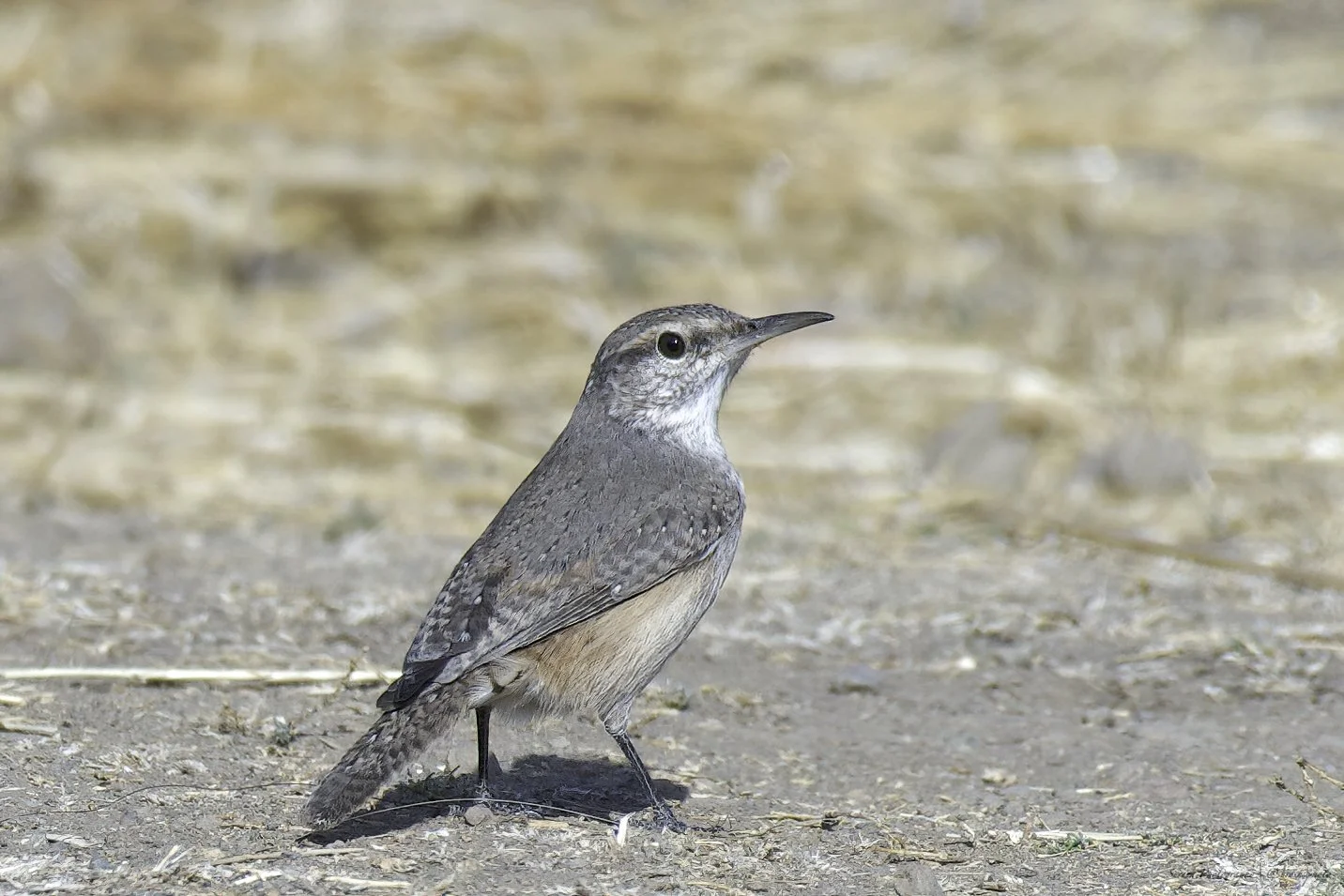 Birdathon: Rock Wrens — Santa Clara Valley Bird Alliance