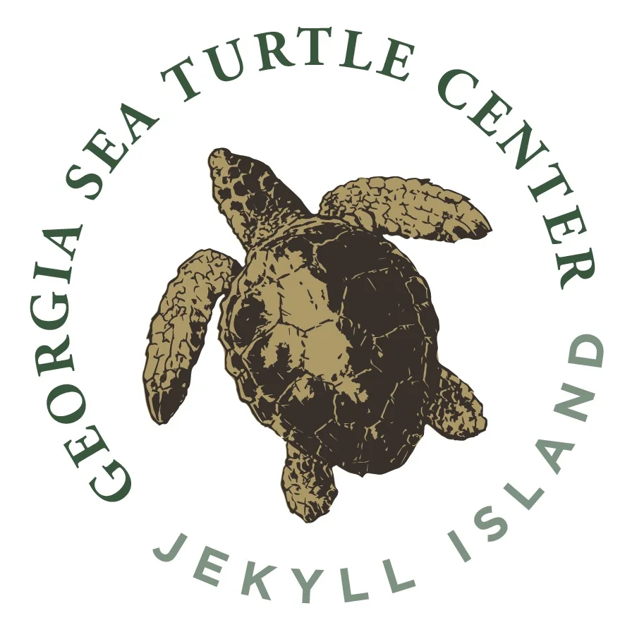 #SeaTurtleWeek