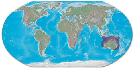 Flatback Day — #SeaTurtleWeek